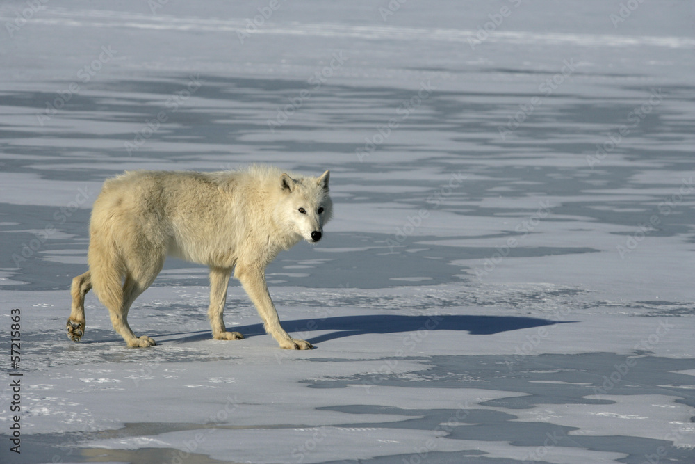 Arctic wolf, Canis lupus arctos Stock Photo | Adobe Stock