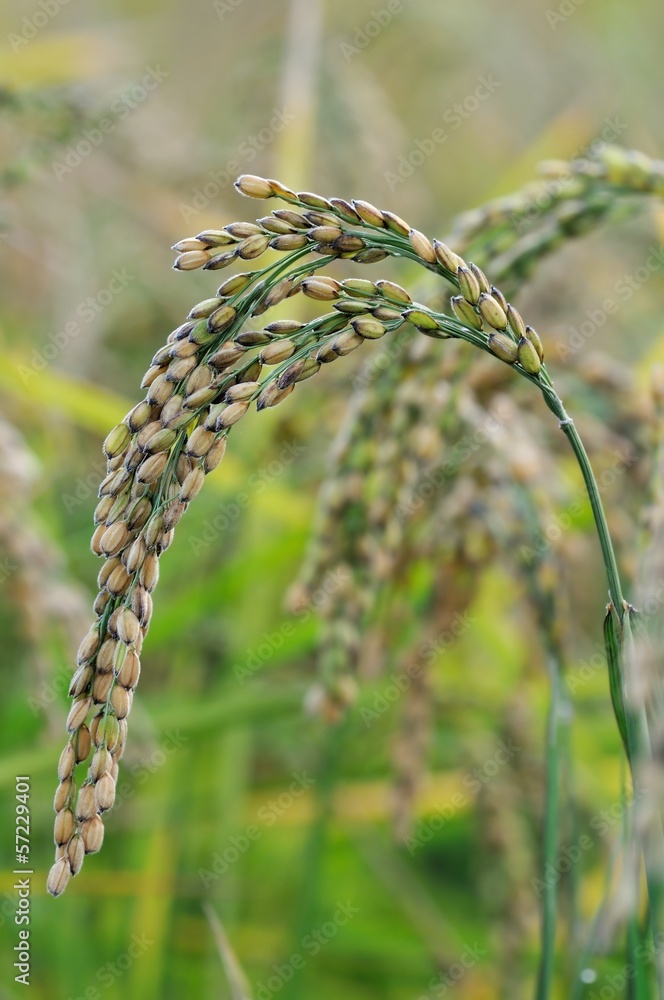 Pianta di riso Stock Photo | Adobe Stock