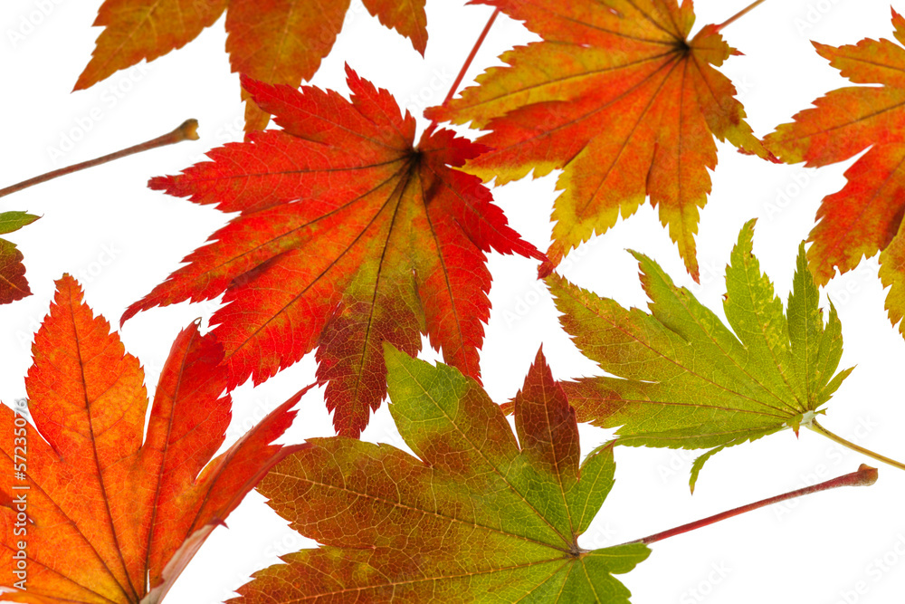 Bunte Herbstblätter Stock-Foto | Adobe Stock