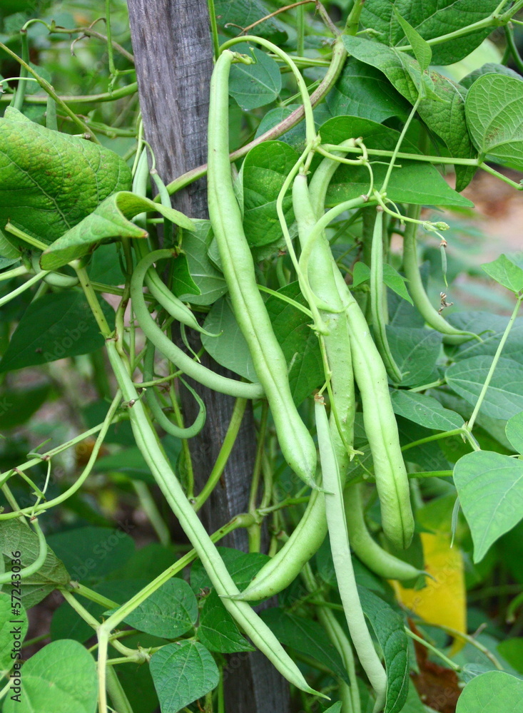 culture d'haricots verts grimpants Stock Photo | Adobe Stock