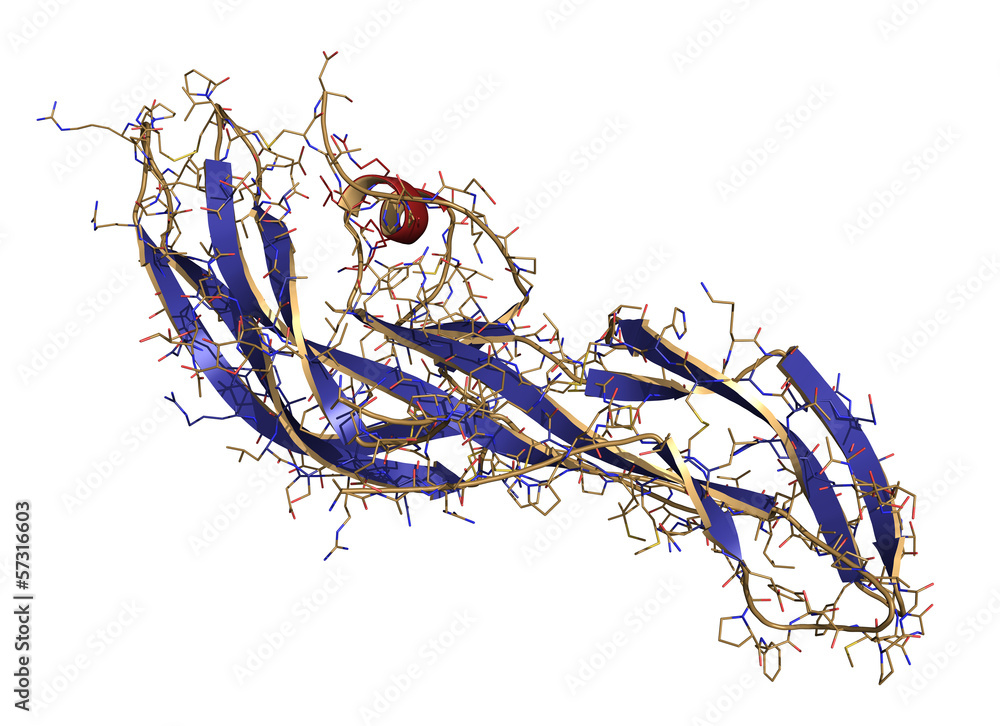 Human Chorionic Gonadotropin (hCG) glycoprotein hormone Stock ...