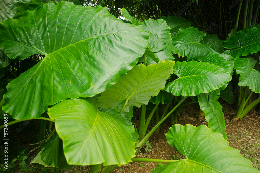 taro leaves, Araceae colocasia antiquorum schott Stock Photo | Adobe Stock