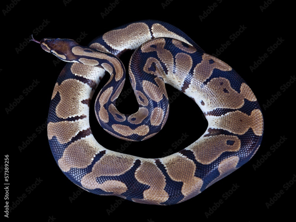 Python regius with tongue sticking out, on a black background Stock ...