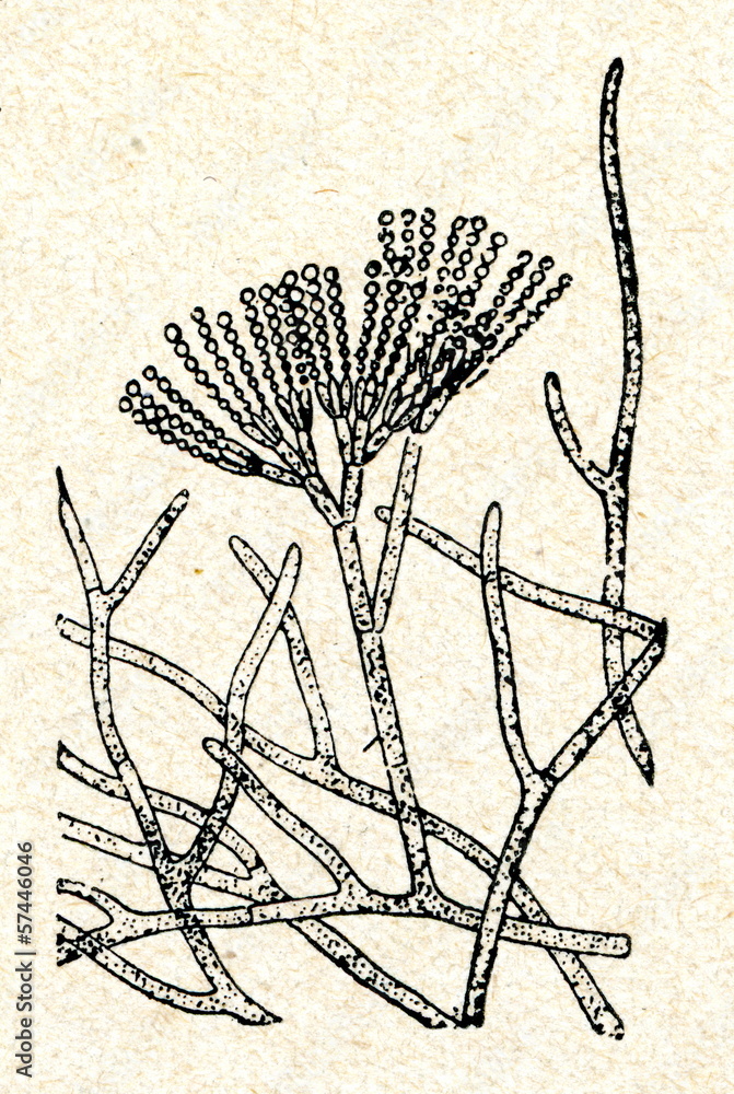 Diagrama De Penicillium Notatum Penicillium Notatum 10X