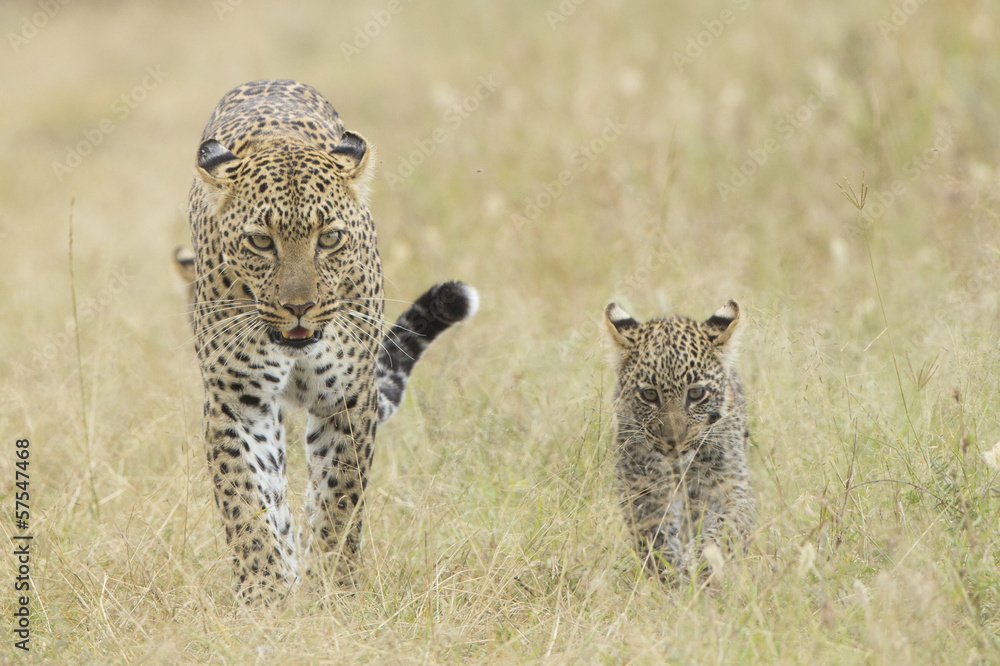 Female African Leopard walking with her small cub, Tanzania Stock Photo ...