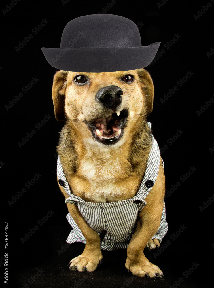 angry dachshund Stock Photo | Adobe Stock