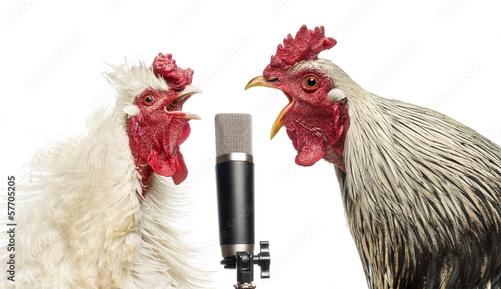 Two roosters singing at a microphone, isolated on white Stock Photo ...