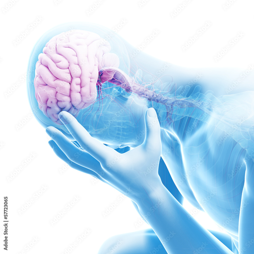 depression illustration - visible anatomy Stock Illustration | Adobe Stock