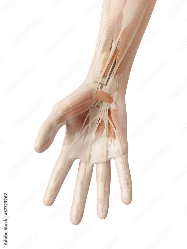 anatomy of the human hand Stock Illustration | Adobe Stock