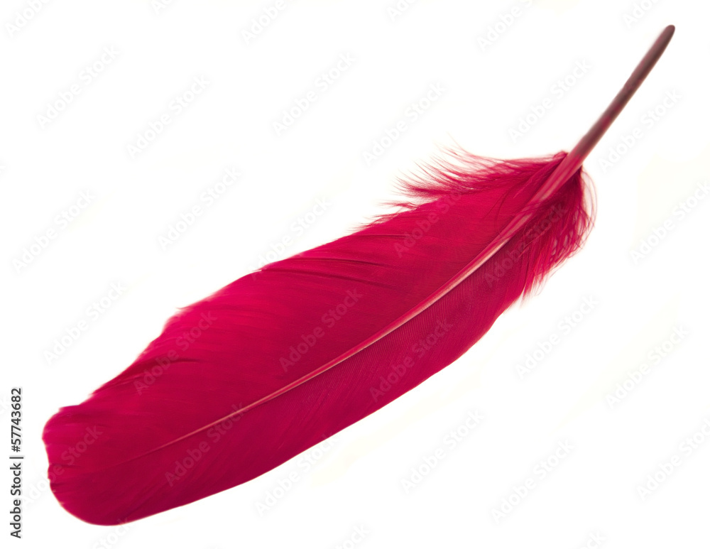 Red feather Stock Photo | Adobe Stock