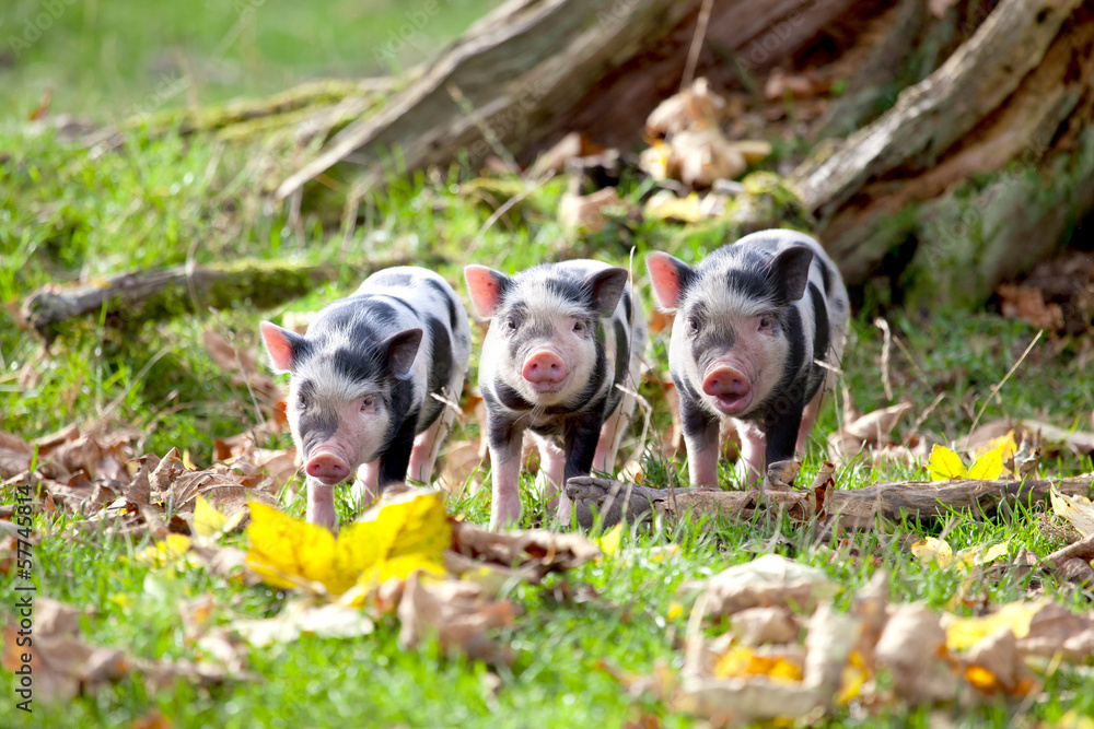 ferkel gruppe spielen im laub Stock-Foto | Adobe Stock