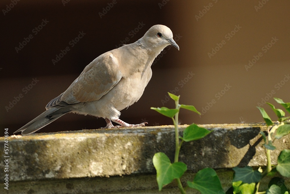 Piccione Stock Photo | Adobe Stock