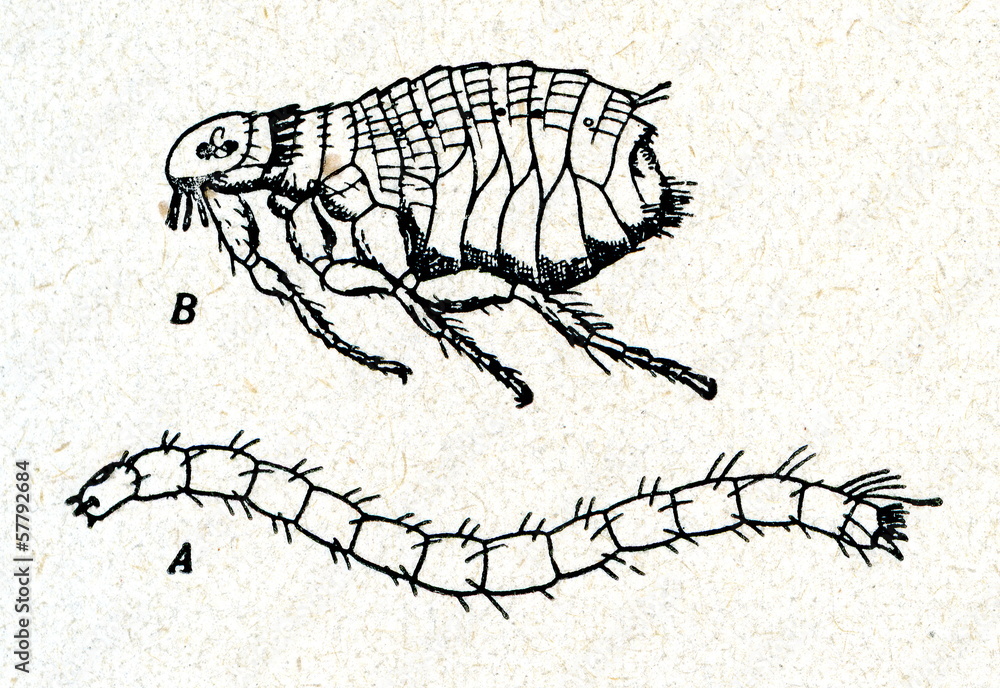 Ctenocephalides Canis