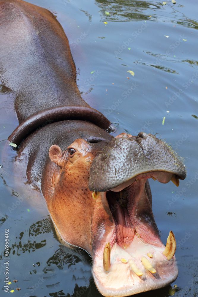 Hippo portrait in the nature Stock Photo | Adobe Stock