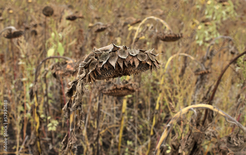 Withered sunflowers Stock Photo | Adobe Stock