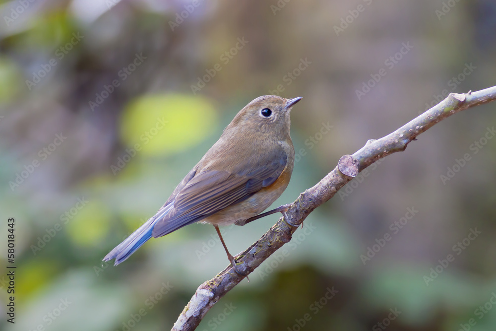 Blue Bird Himalayan,Bird of Thailand Stock Photo | Adobe Stock