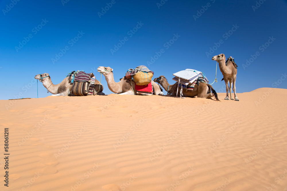 Méharée dans le désert du Sahara - Tunisie Stock Photo | Adobe Stock