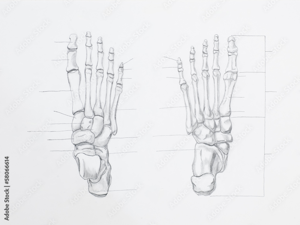 Detail of foot bones pencil drawing on white paper Stock Photo | Adobe ...