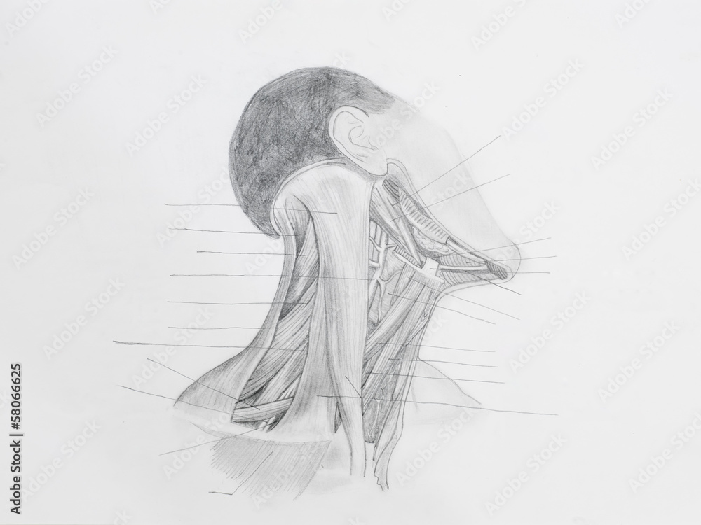 Detail of neck front muscles pencil drawing on white paper Stock Photo ...