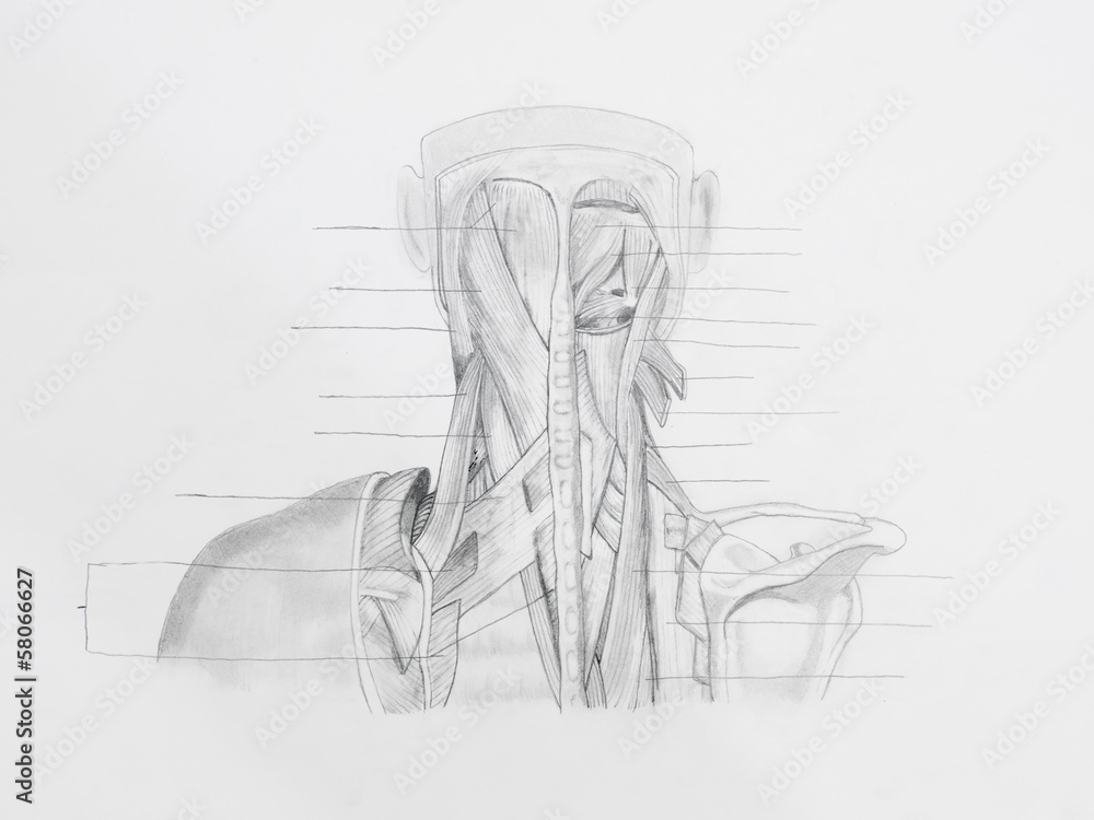 Detail of neck back muscles pencil drawing on white paper Stock Photo ...