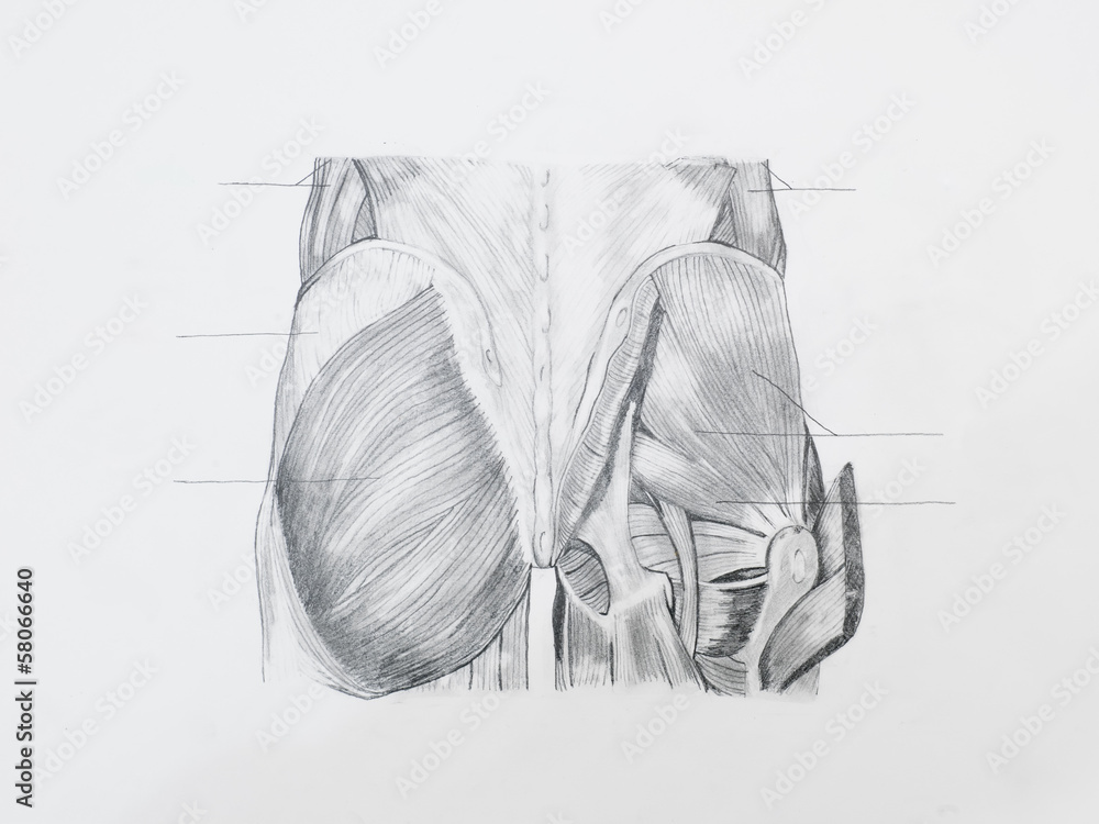 Detail of buttocks muscles pencil drawing on white paper Stock Photo ...