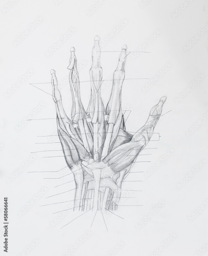 Detail of hand muscles tendons pencil drawing on white paper Stock ...