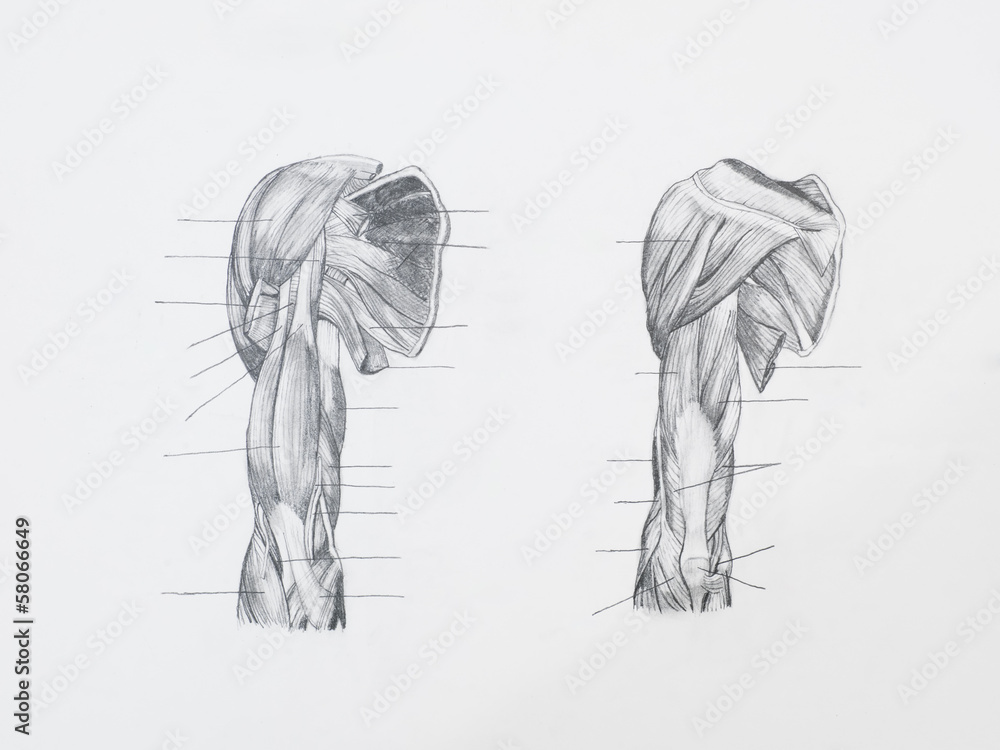 Detail of sholder muscles pencil drawing on white paper Stock Photo ...