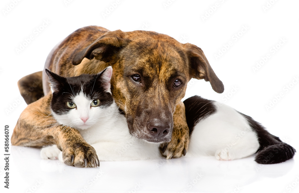 Cat Dog Mix Breed