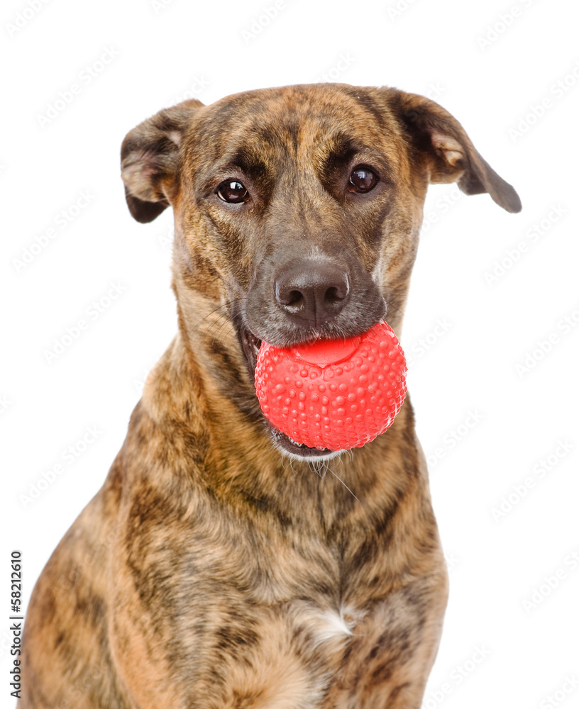 dog holding red ball. isolated on white background Stock Photo | Adobe ...