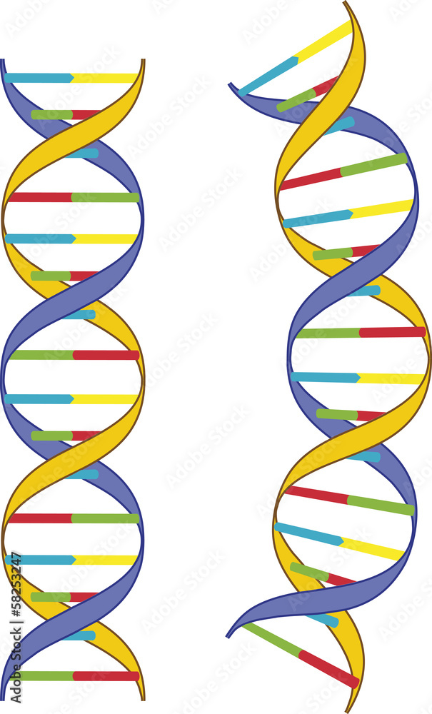 DNA-Doppelhelix - Modell Stock-Vektorgrafik | Adobe Stock