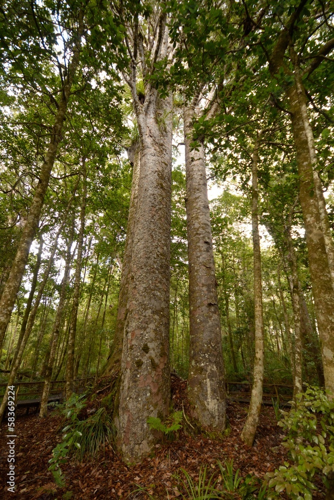 Forest of ferns, giant redwoods and kauri, Trounson Kauri Nation Stock ...