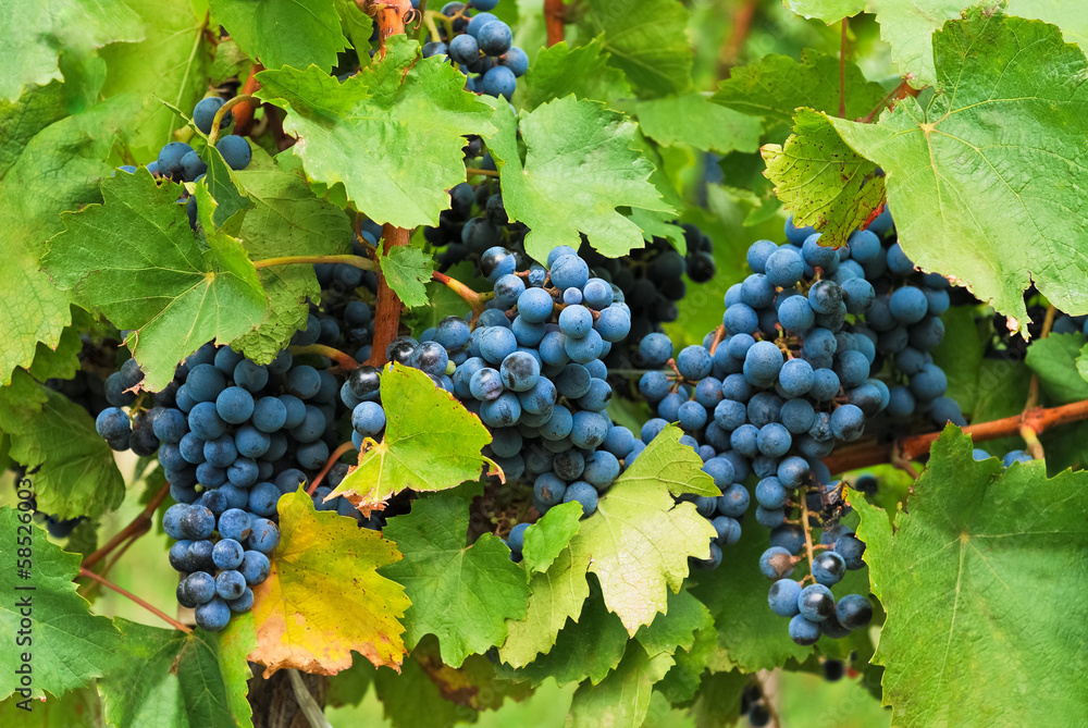 Reife rote Weintrauben im Weingarten Stock-Foto | Adobe Stock