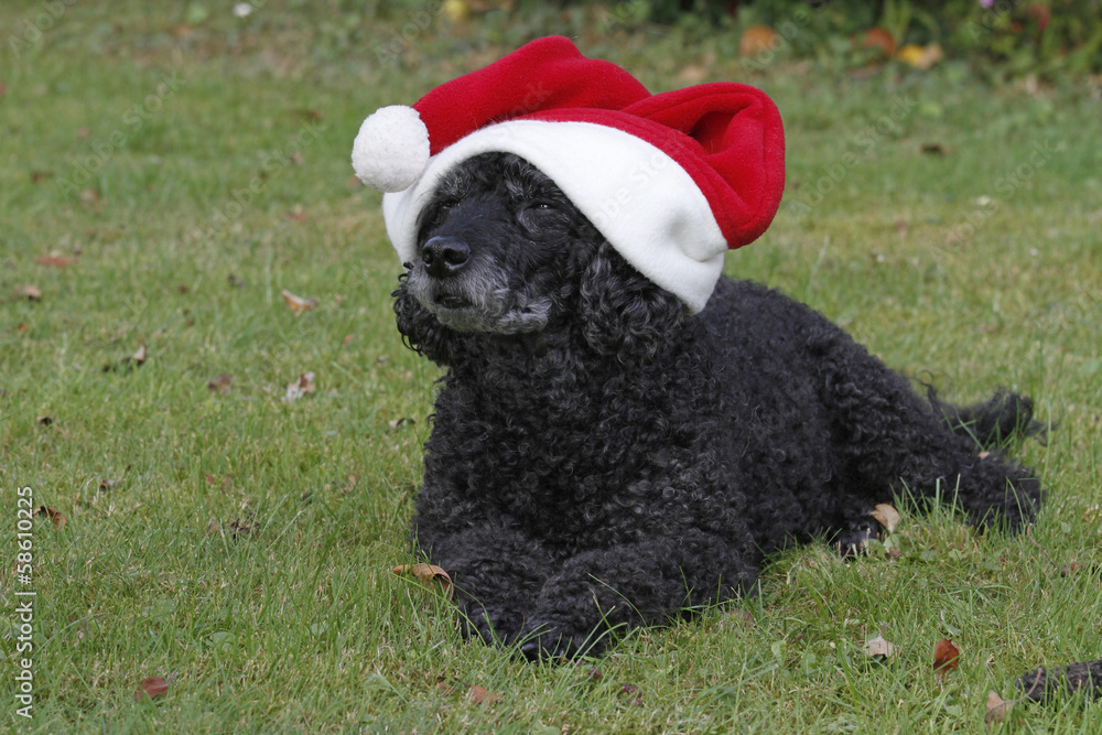 Pudel mit Weihnachtsmütze Stock-Foto | Adobe Stock