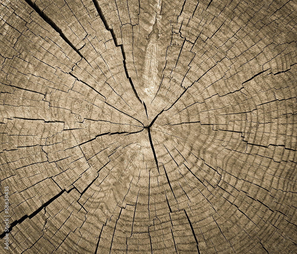 Cross section of tree trunk showing growth rings,texture Stock Photo ...