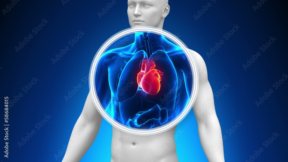 Medical X-Ray Scan - Heart Stock Video | Adobe Stock