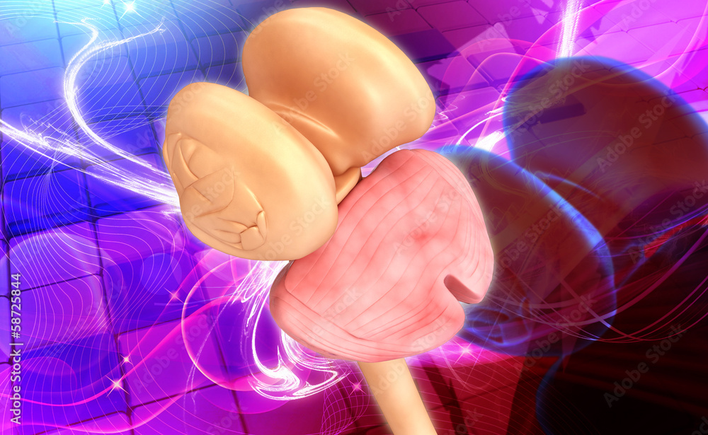 Photo & Art Print Thalamus Spinal cord and Cerebellum, abhijith3747