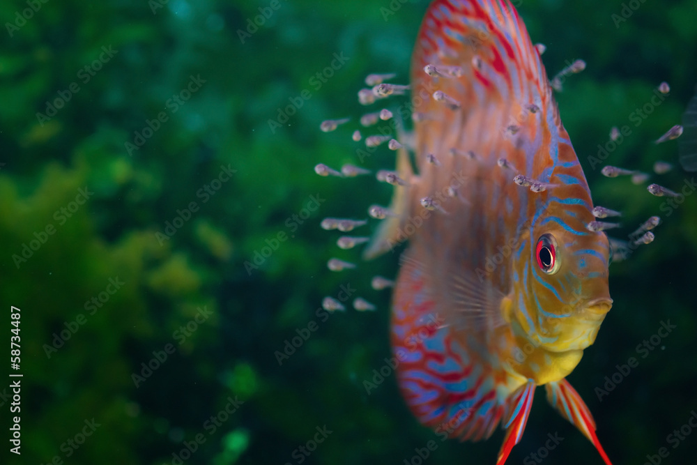Red Turquoise Discus Babies