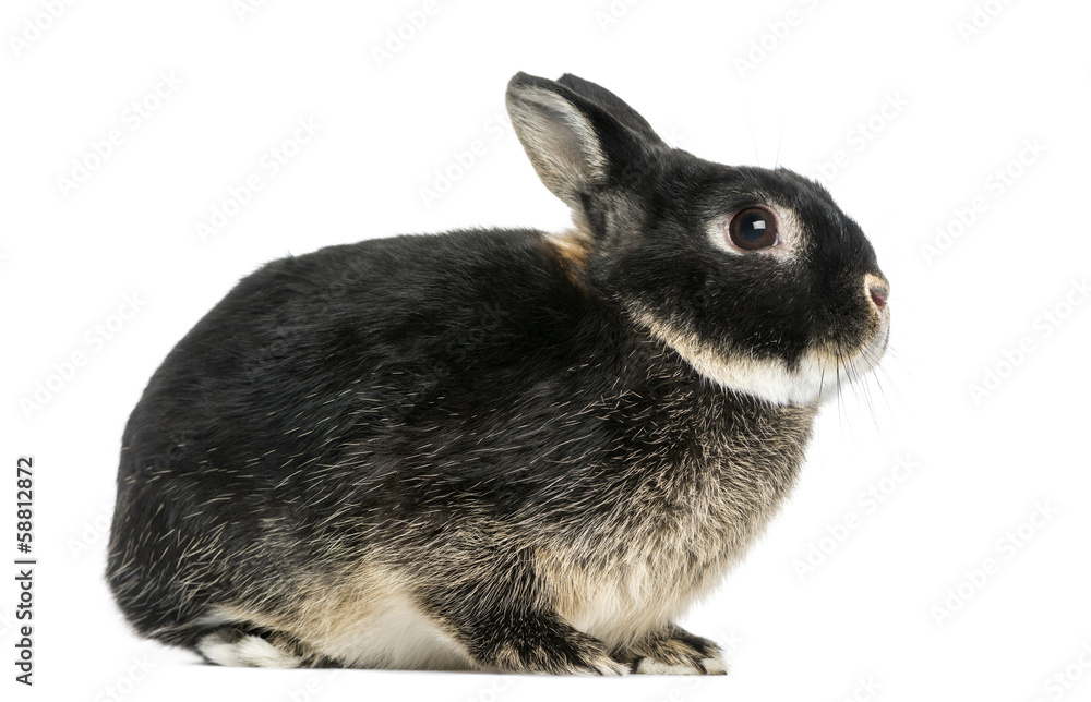 Side view of a Dwarf rabbit, 1 year old, isolated on white Stock Photo ...
