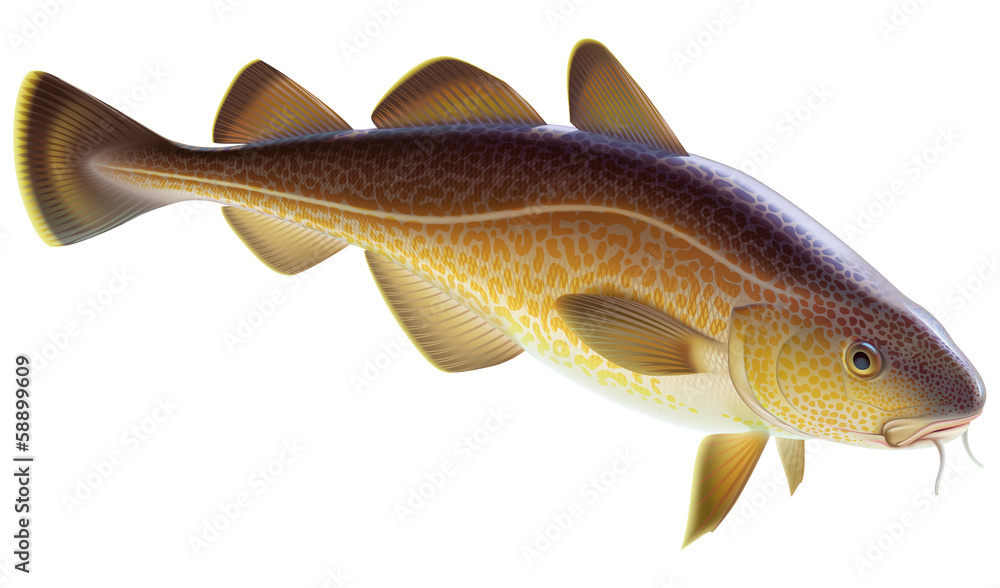 Atlantic cod Stock Vector | Adobe Stock