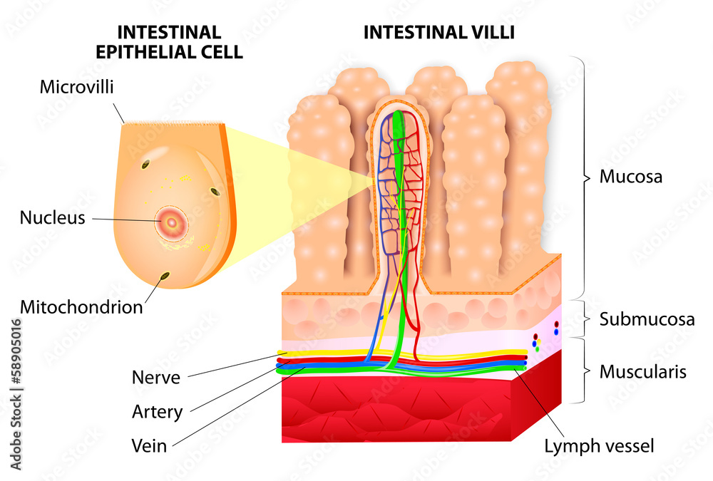 Microvilli Diagram