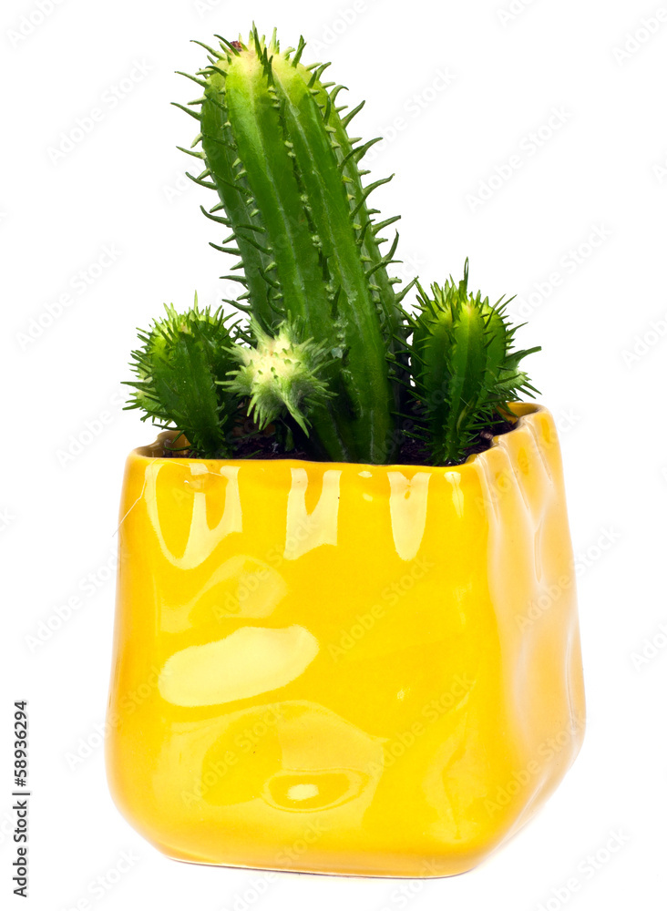 cactus Stock Photo | Adobe Stock