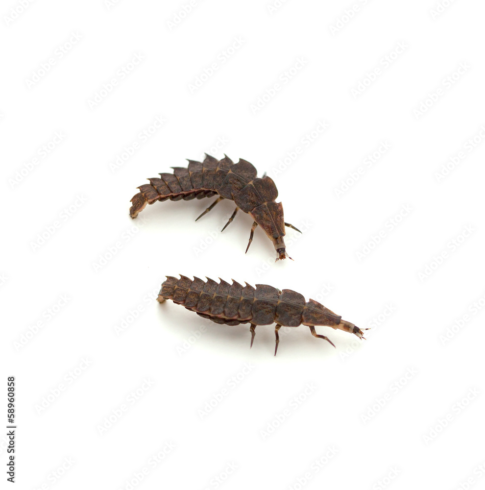 Firefly Larvae Stock Photo | Adobe Stock