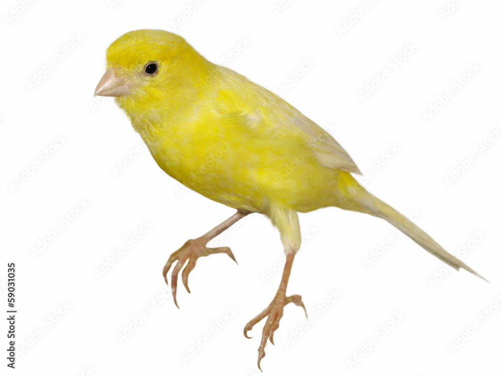 Yellow canary Serinus canaria isolated on white background Stock Photo ...