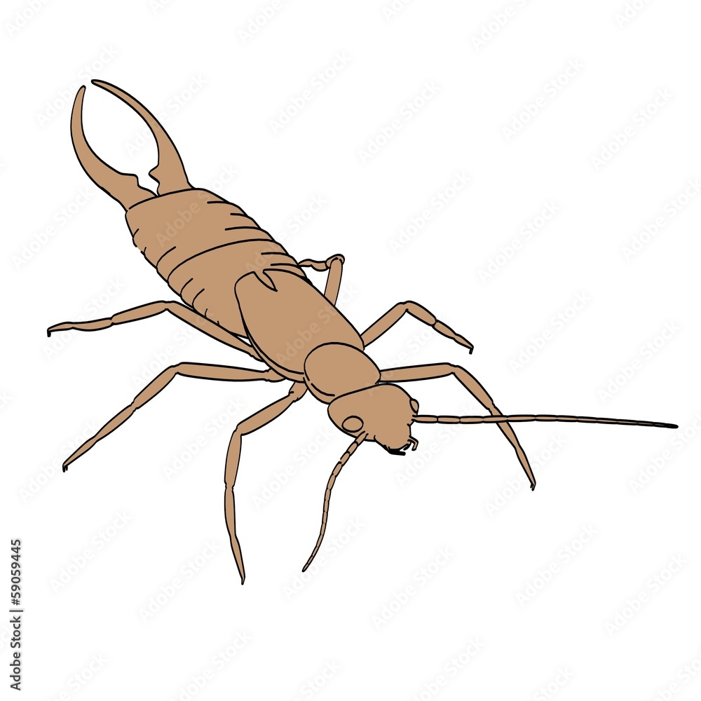 cartoon image of earwig Stock Illustration | Adobe Stock