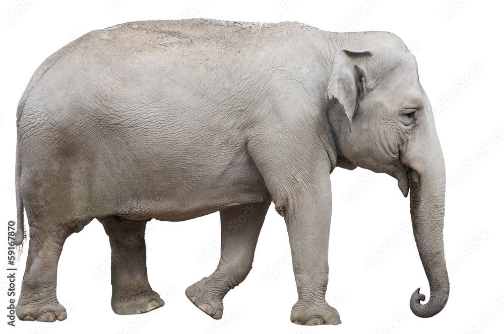 Isolated Asian Elephant Stock Photo | Adobe Stock
