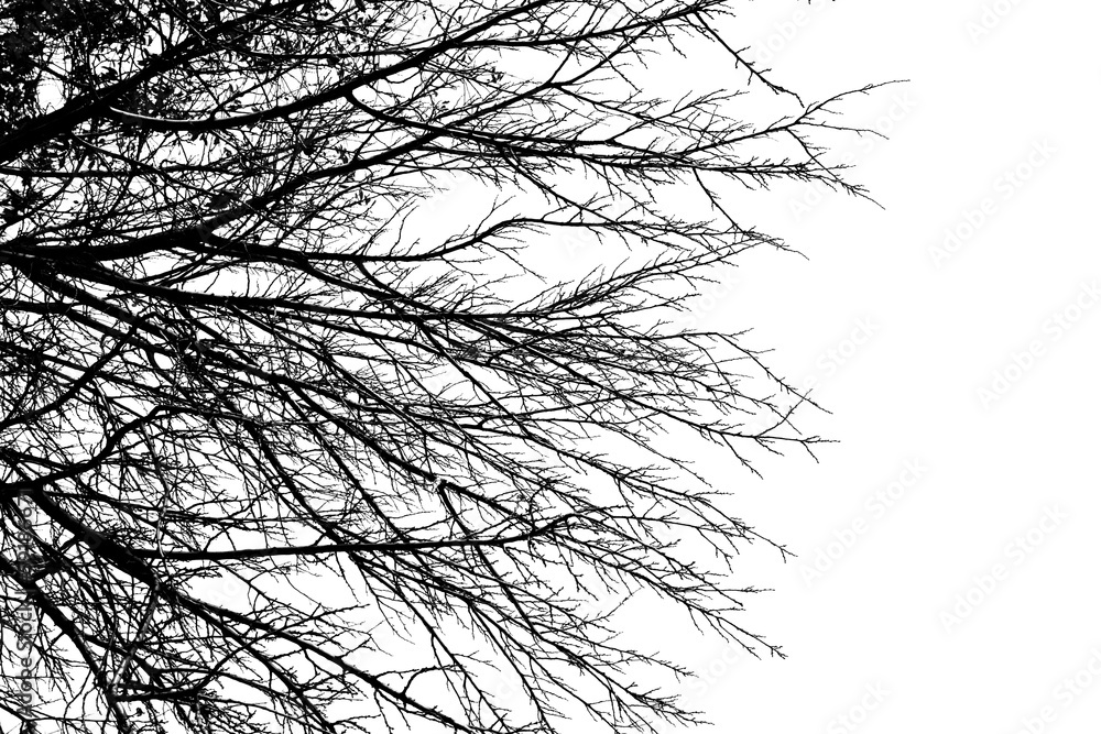 tree branch on a white background Stock Photo | Adobe Stock