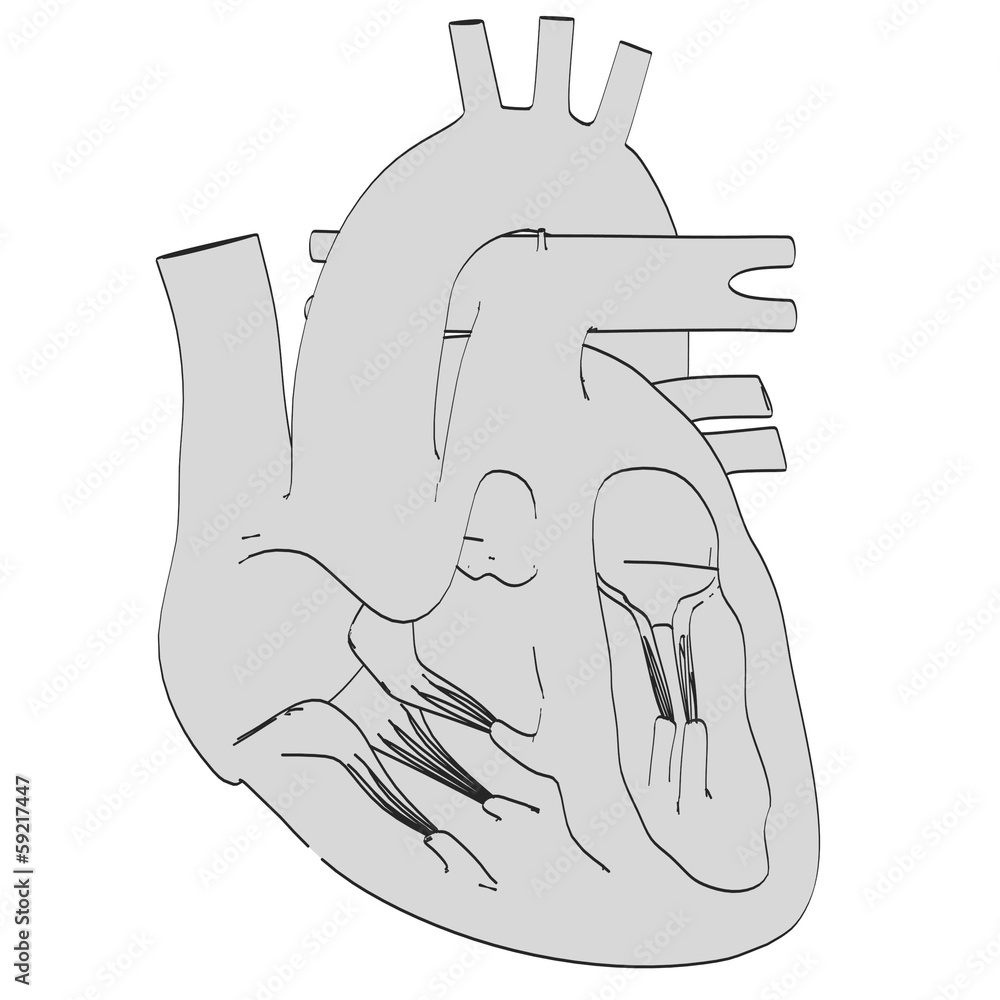 cartoon image of human heart Stock Illustration | Adobe Stock
