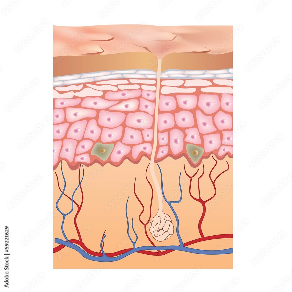 Photo & Art Print Human skin structure. 3d illustration of epidermis ...