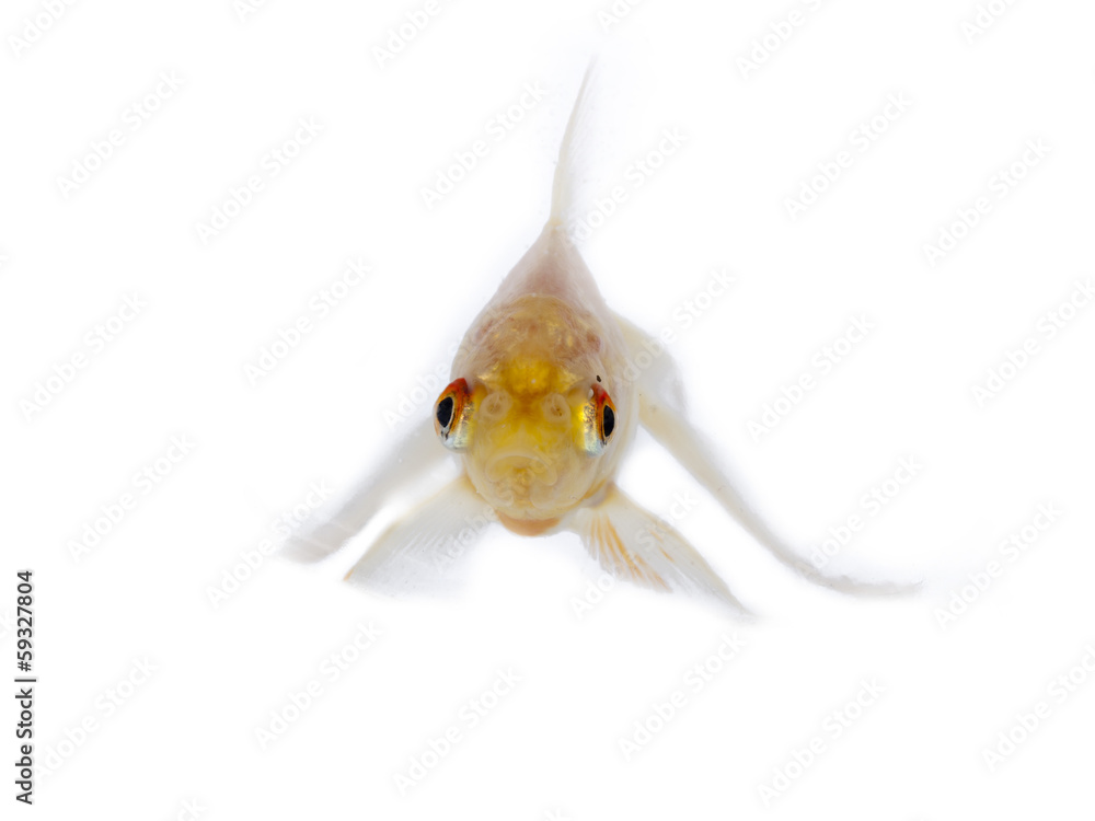 Silver goldfish with long fins over a white background Stock Photo ...
