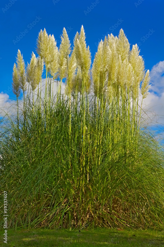 Pampasgras im Garten Stock Photo | Adobe Stock